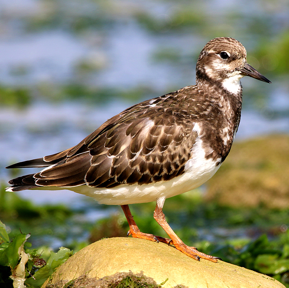 A quoi servent les données ? - www.faune-france.org