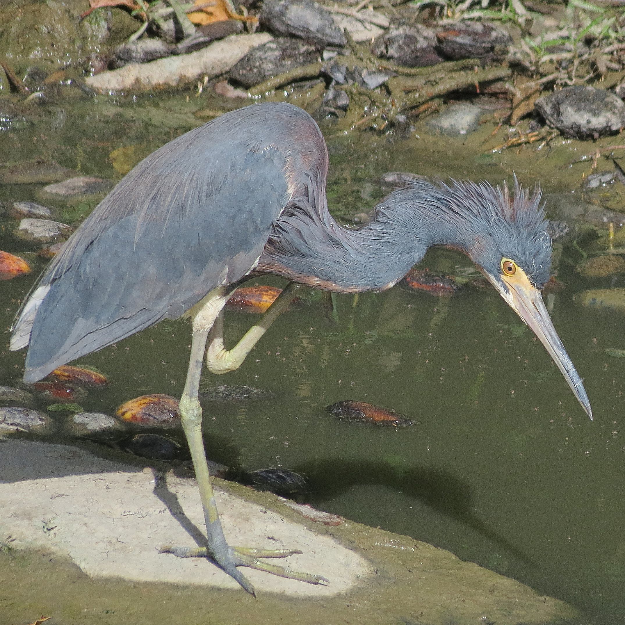 Oiseaux d'eau hivernants - www.faune-france.org