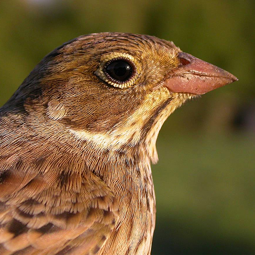 Faune-France - www.faune-france.org