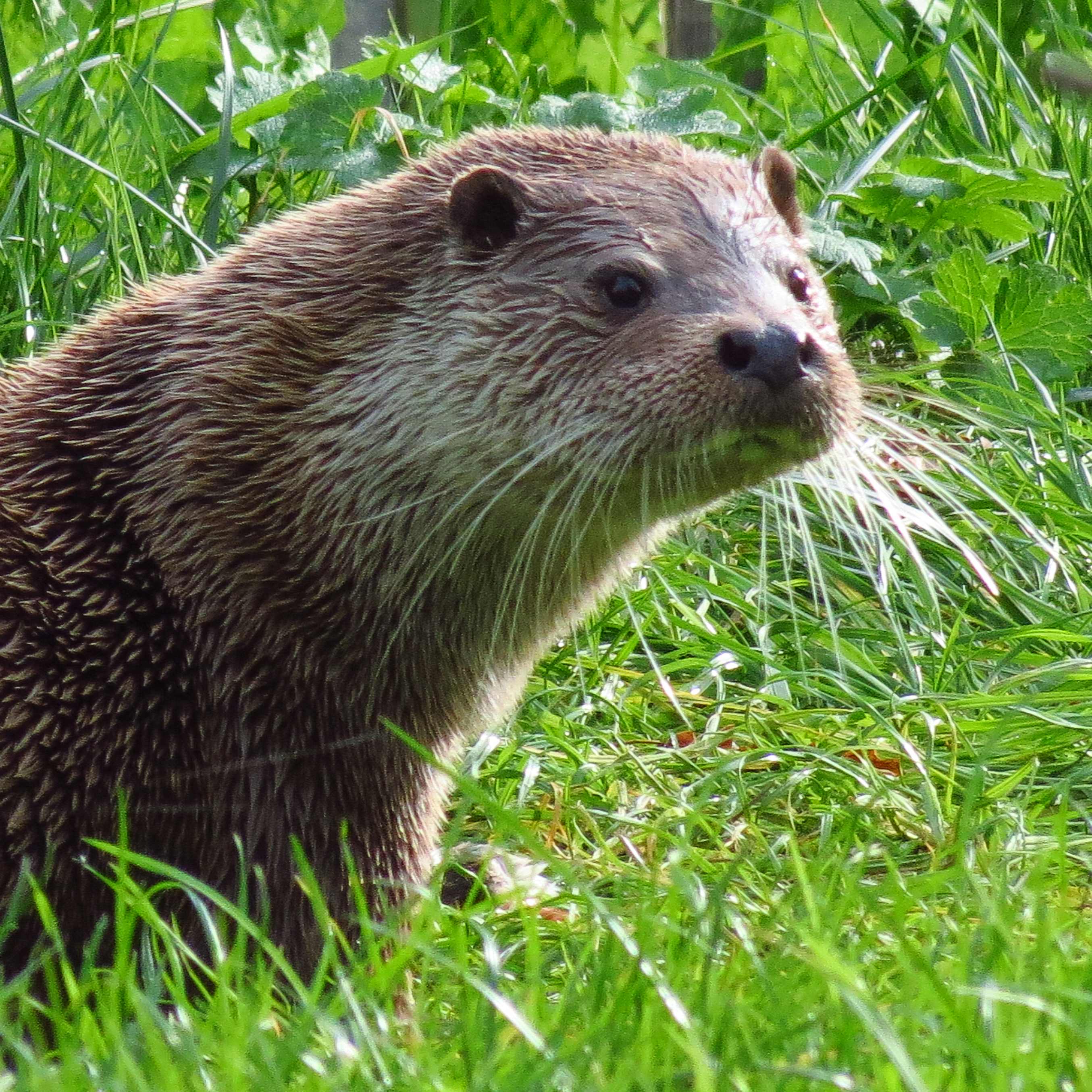 Validation des observations - www.faune-france.org